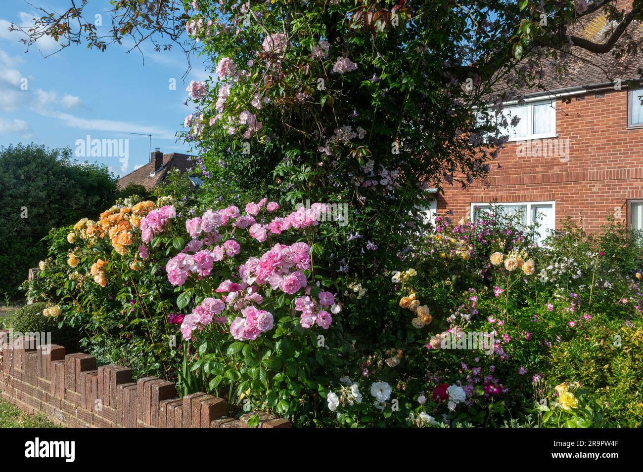 Colourful roses growing in the front garden of a house in Hampshire ...