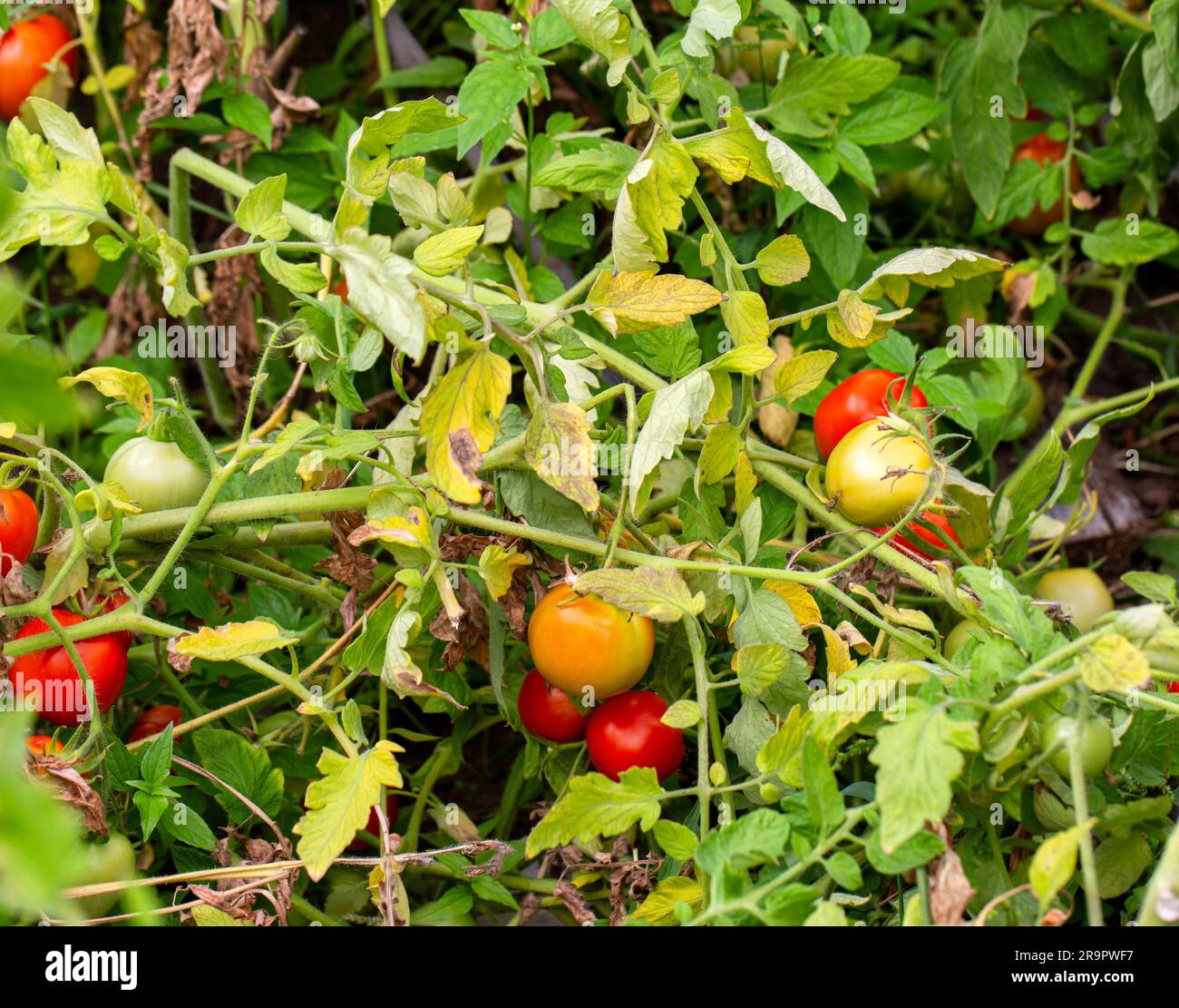 Improper care of tomato plants. Disease Alternariosis dry spotting ...