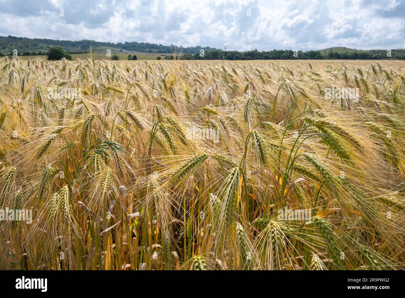 Field of barley, a cereal grain, in the Buckinghamshire countryside ...