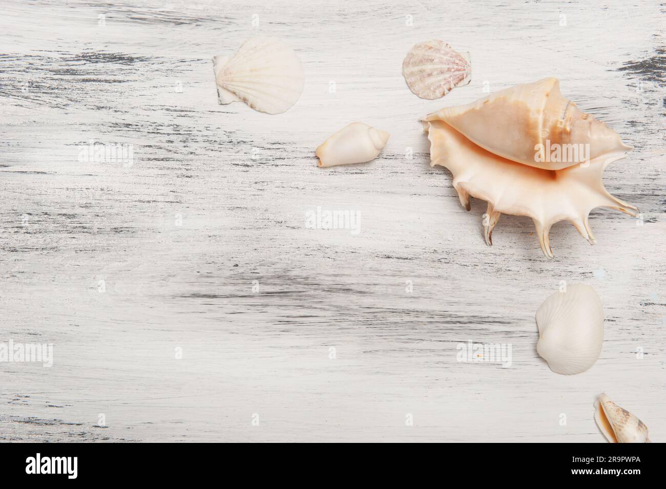 Abstract gray wooden nautical background with starfish, shells and rope ...