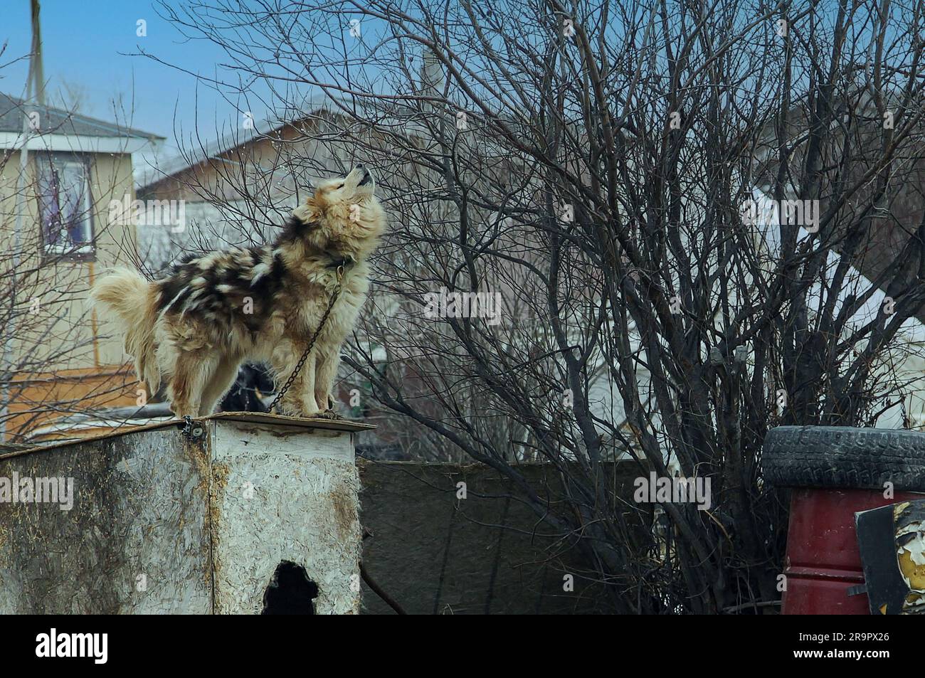 A dog howls from atop a kennel in the isolated northern Ontario ...