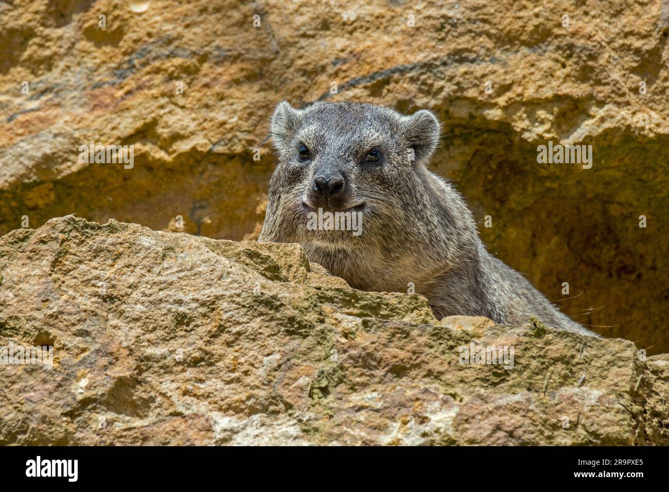 Rock hyrax / dassie / Cape hyrax / rock rabbit (Procavia capensis) on ...