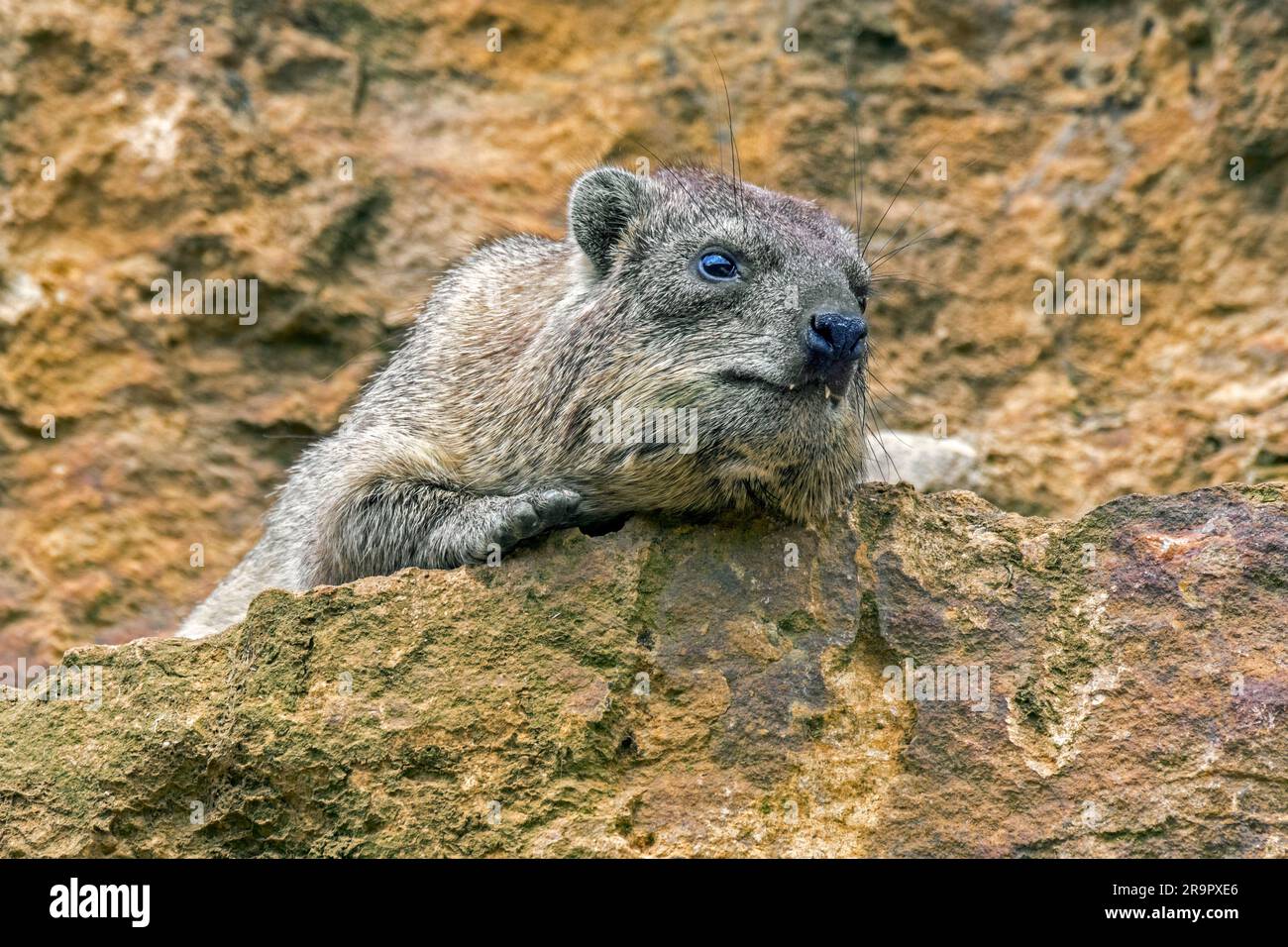 Rock hyrax / dassie / Cape hyrax / rock rabbit (Procavia capensis ...