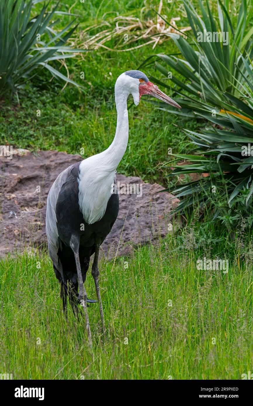 Wattled crane (Grus carunculata / Bugeranus carunculatus) threatened ...
