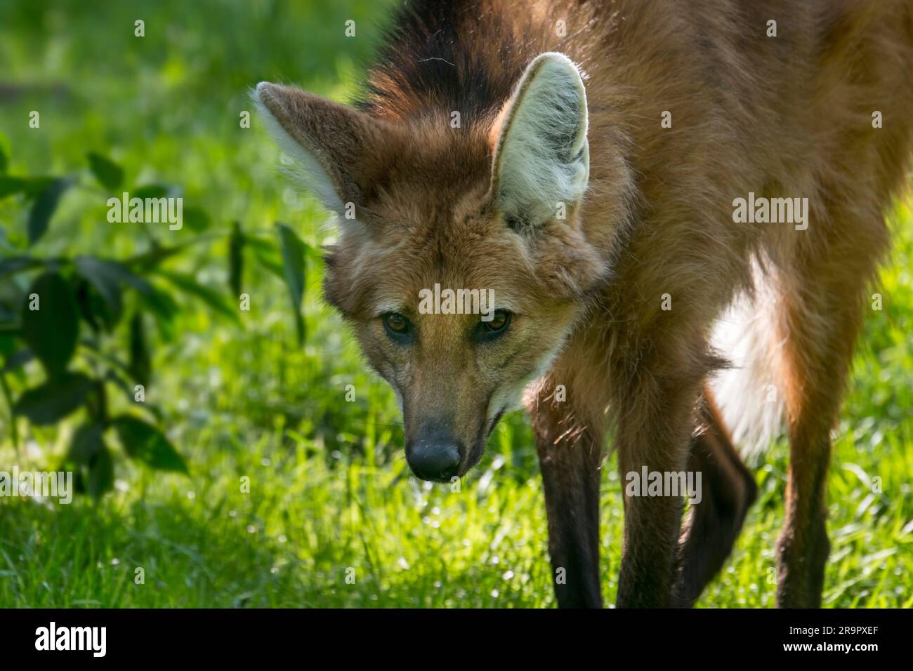 Maned wolf (Chrysocyon brachyurus / Canis brachyurus), large canine ...
