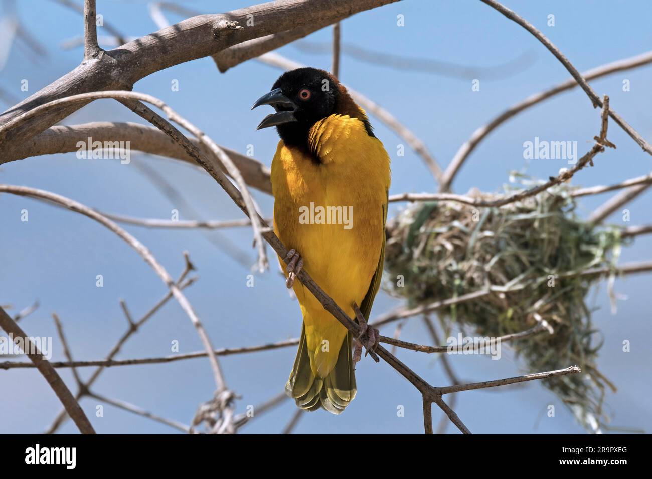 Village weaver / spotted-backed weaver / (Ploceus cucullatus) male in ...