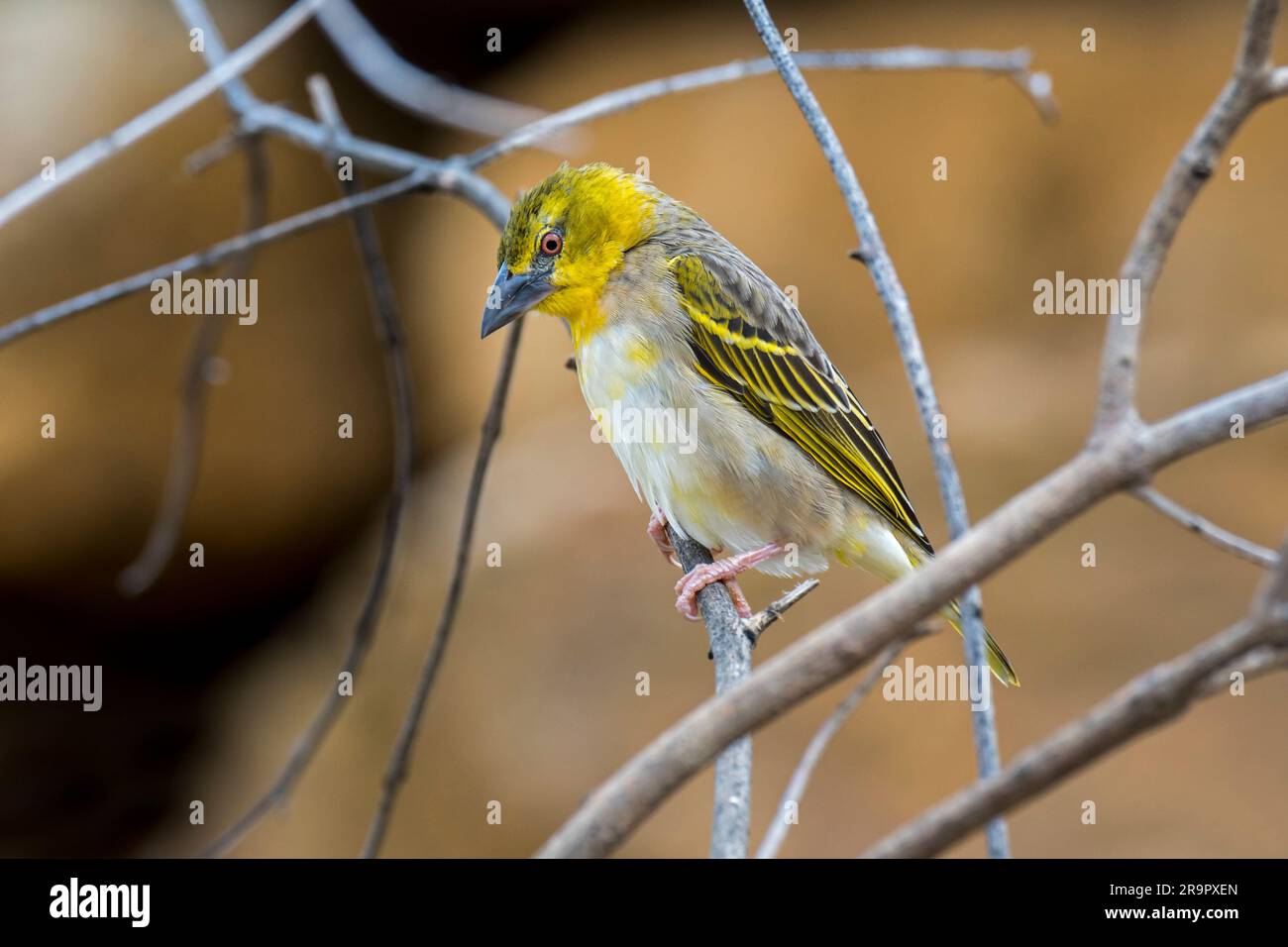 Village weaver / spotted-backed weaver (Ploceus cucullatus) female ...