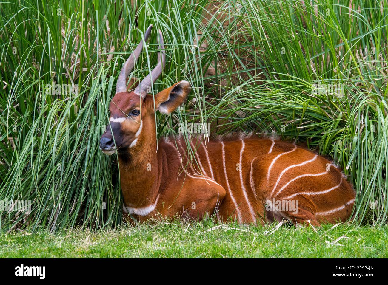 Bongo (Tragelaphus eurycerus) resting in tall gass, nocturnal forest ...