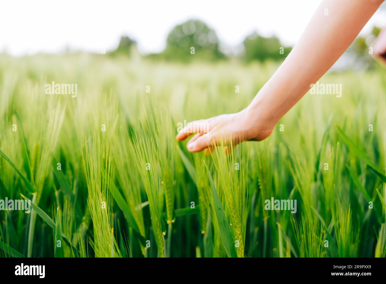 Farmer walked through field of wheat, checking wheat crop. Wheat ...