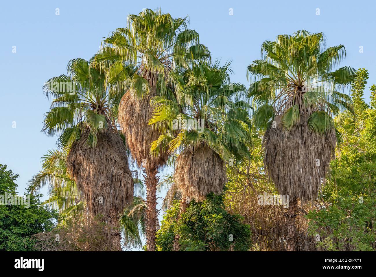 Palm trees at Aswan Botanical Garden on Kitchener's Island (El Nabatat ...