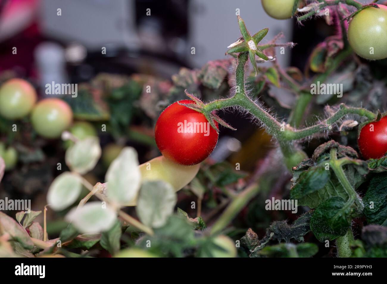 Hydroponic techniques hi-res stock photography and images - Alamy