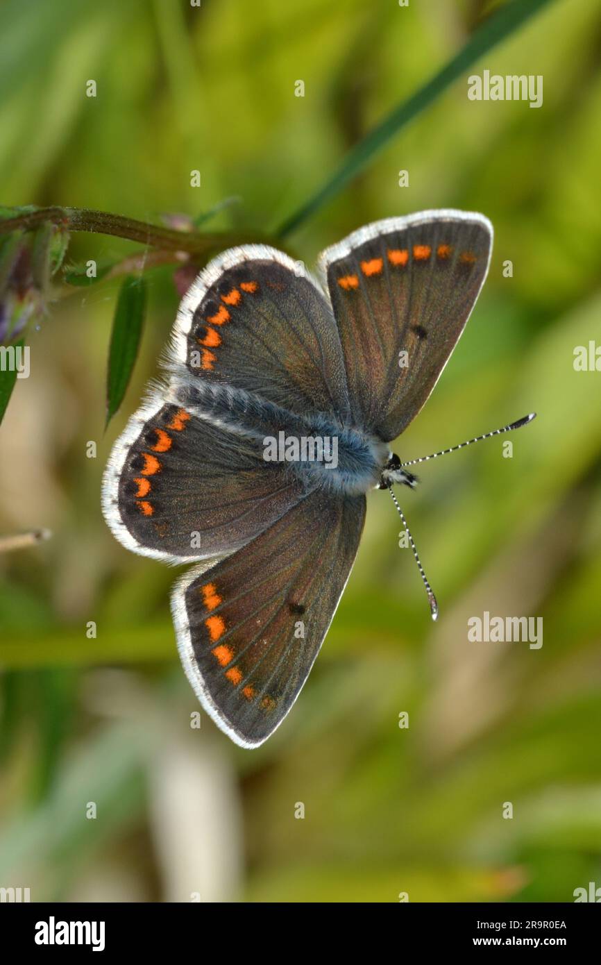 Orange lunules hi-res stock photography and images - Alamy