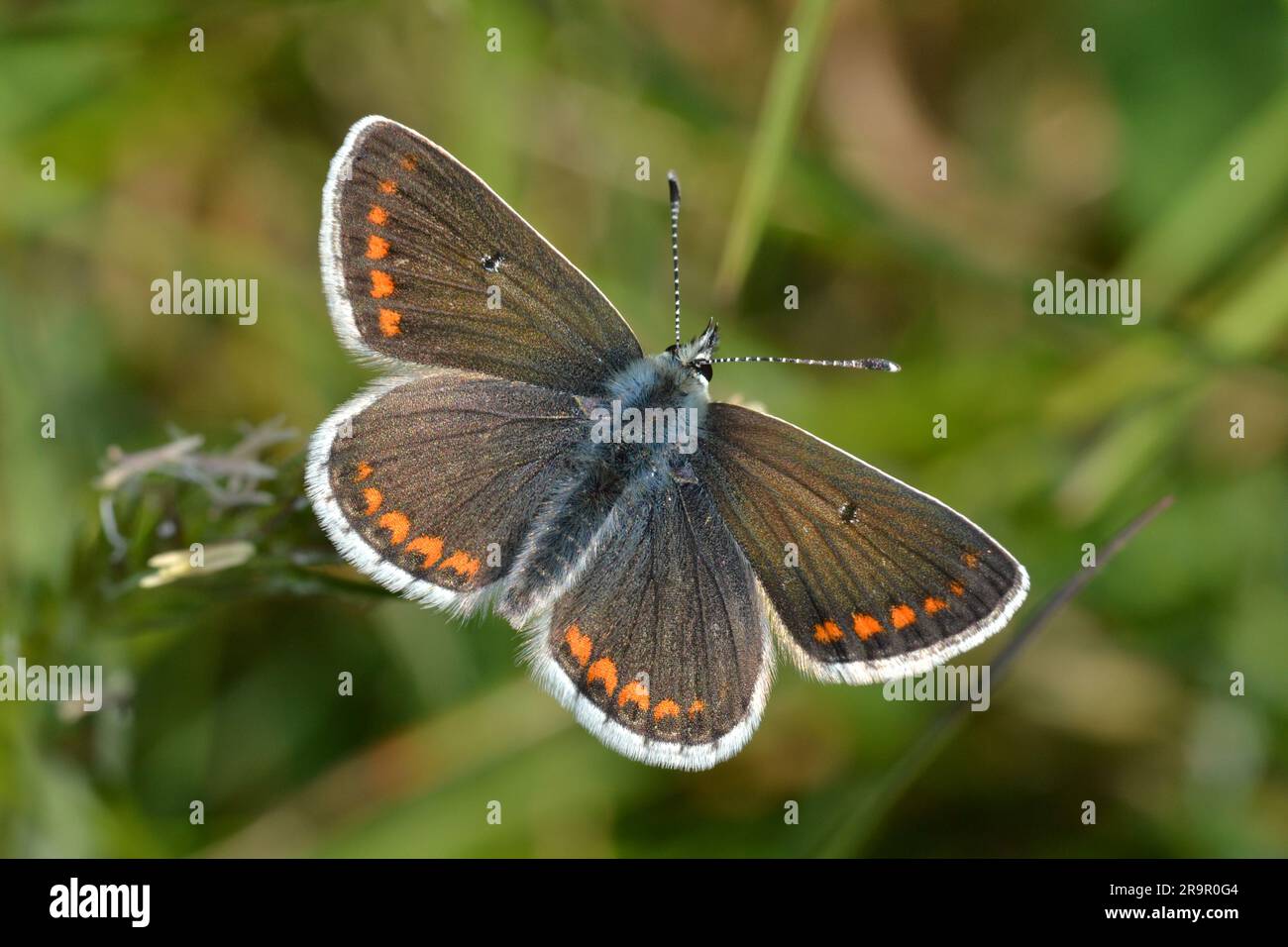Orange lunules hi-res stock photography and images - Alamy