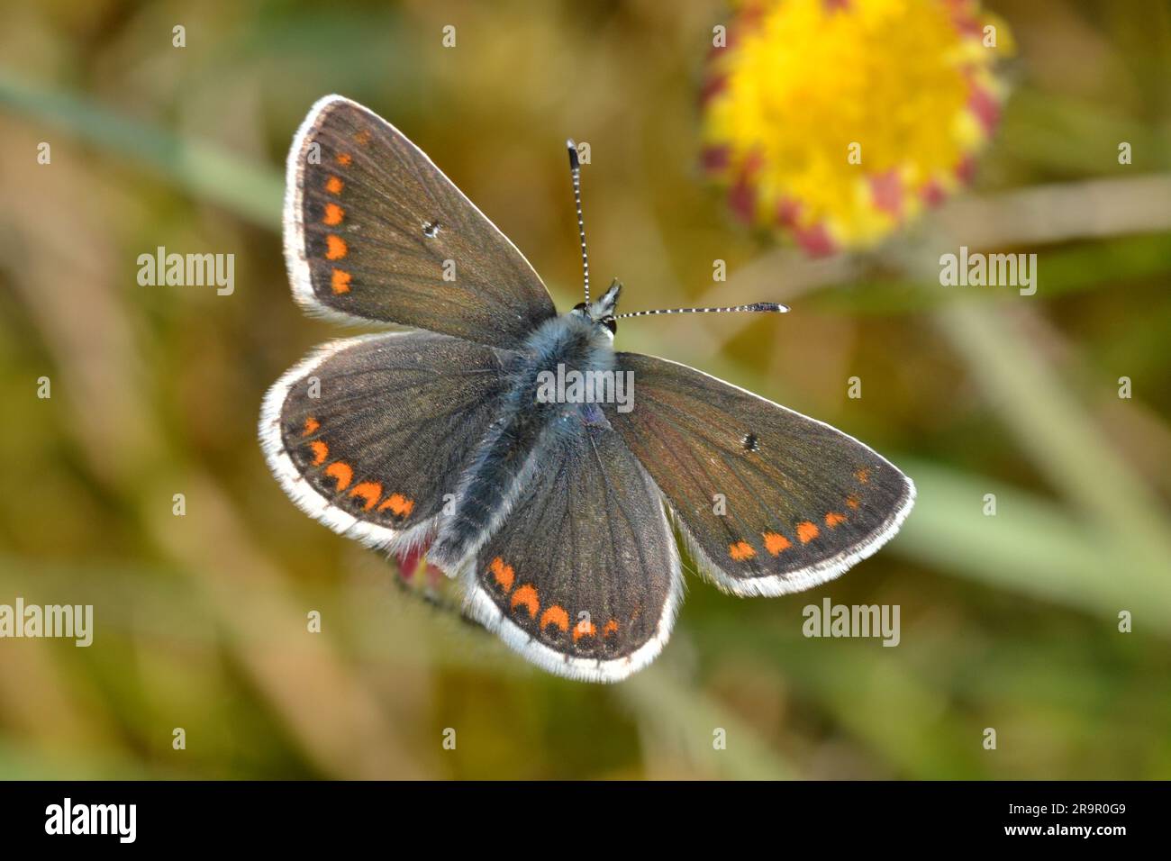 Orange lunules hi-res stock photography and images - Alamy