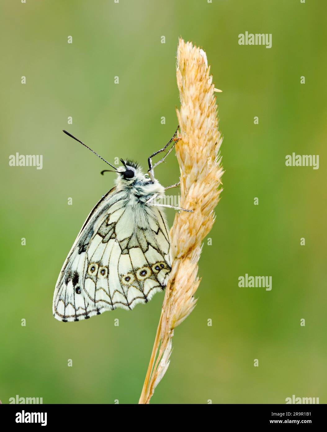 Glume hi-res stock photography and images - Alamy