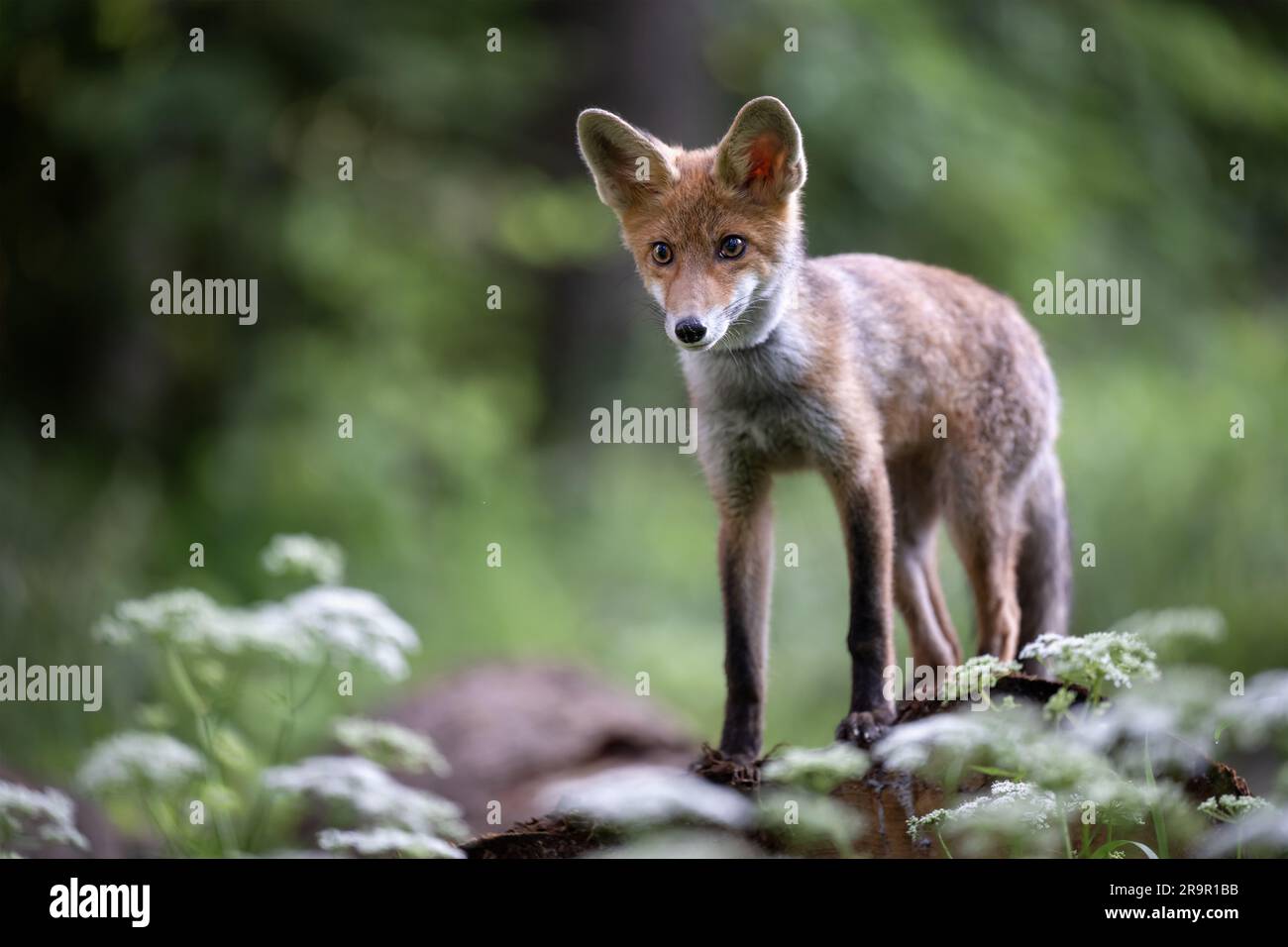 The fox observes what is happening in the forest Stock Photo - Alamy