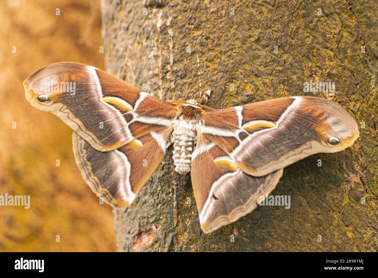Eri silkmoth (Samia ricini), with open wings, on a brown stem Stock ...