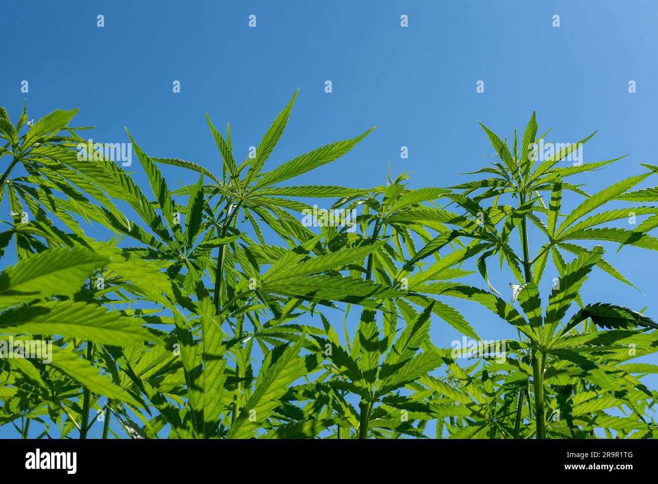 beautiful hemp leaf on a marijuana field under the blue sky with sun ...