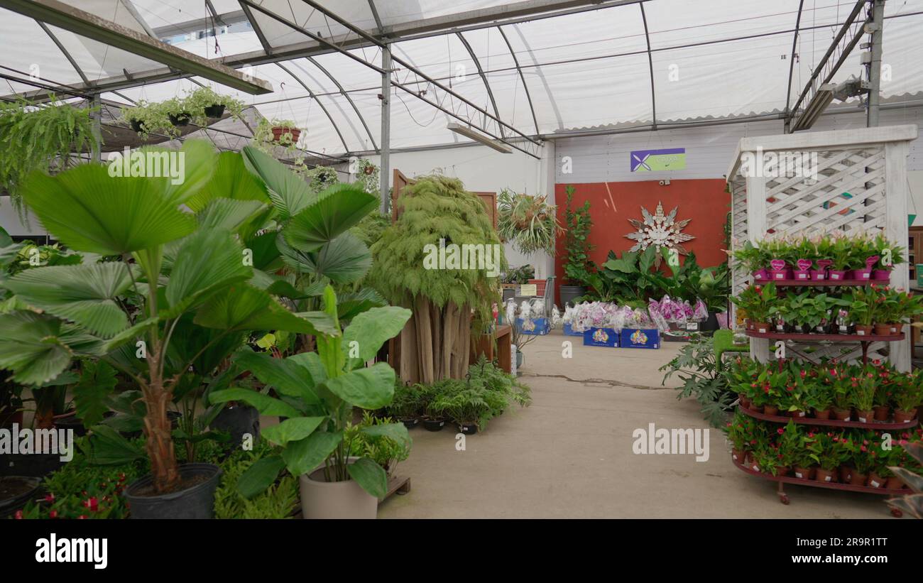 Horticulture Flower Shop Interior, Display of Plants and Flowers in ...