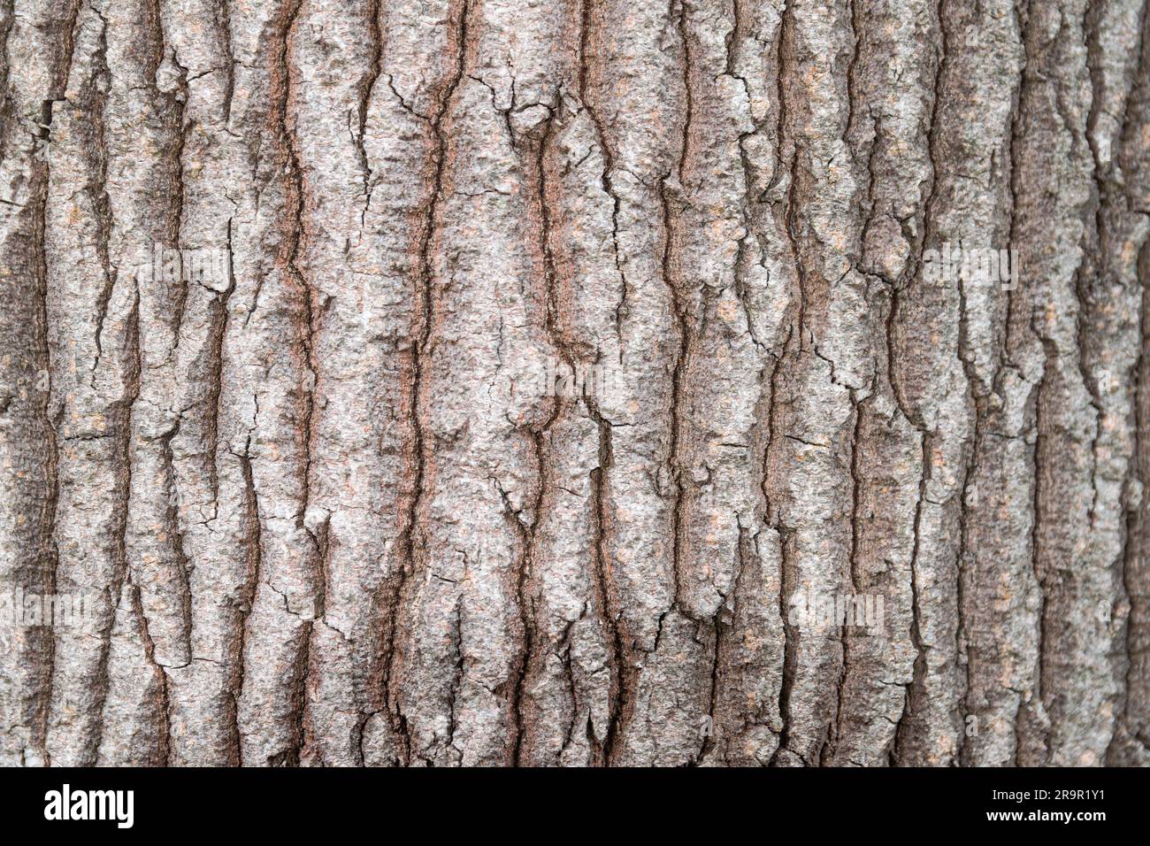 lacebark tree trunk, (Brachychiton discolor), close view trunk texture ...