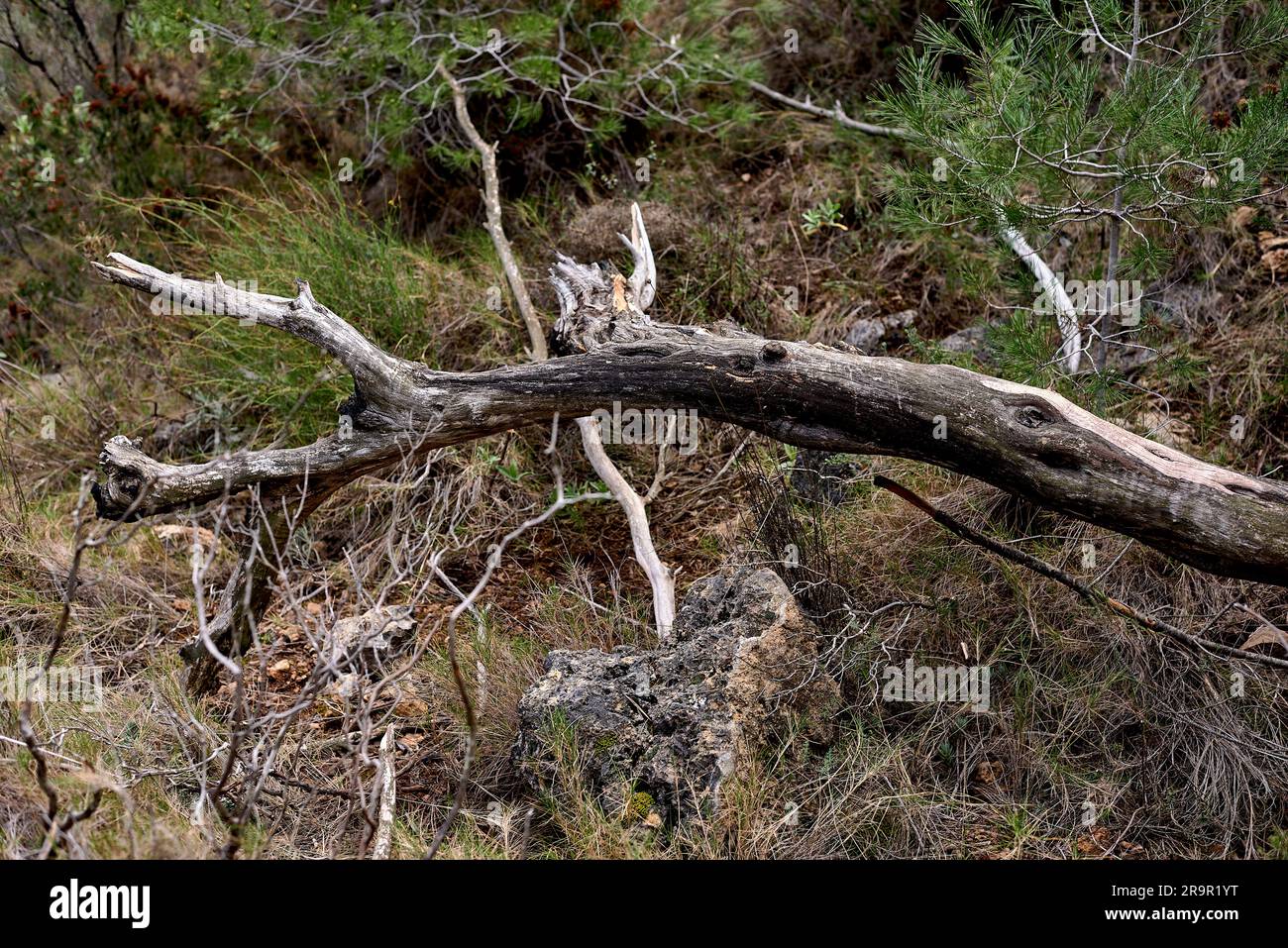 Tree branch dry and fallen on the ground.Death, dry, lifeless, stone ...