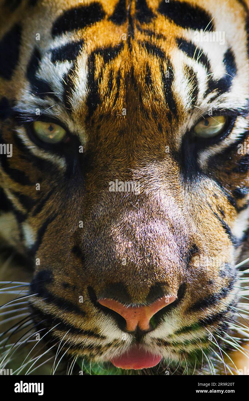 Sumatran tiger edinburgh hi-res stock photography and images - Alamy
