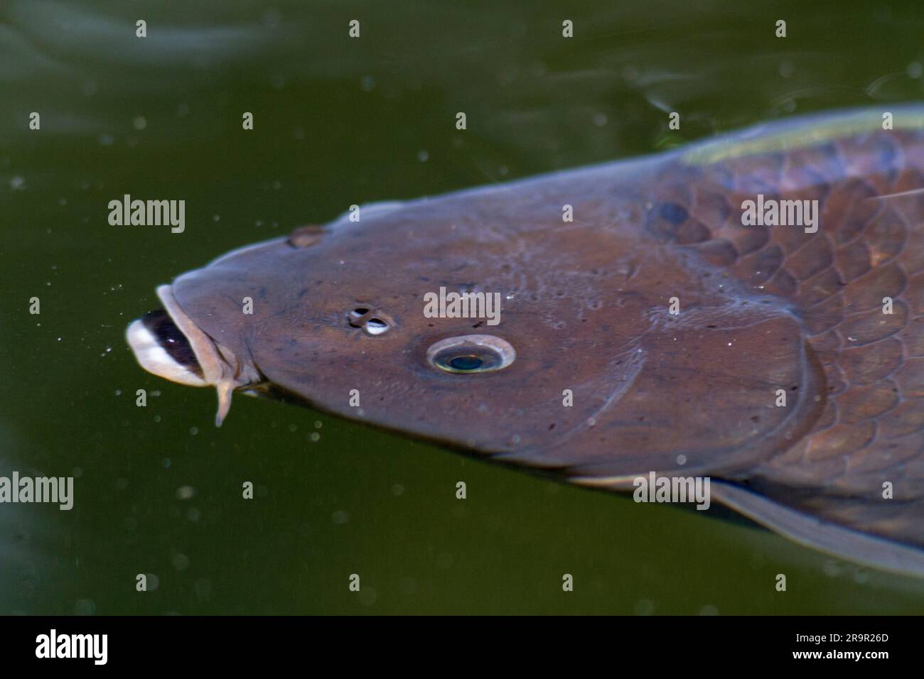 Carp underwater uk hi-res stock photography and images - Alamy