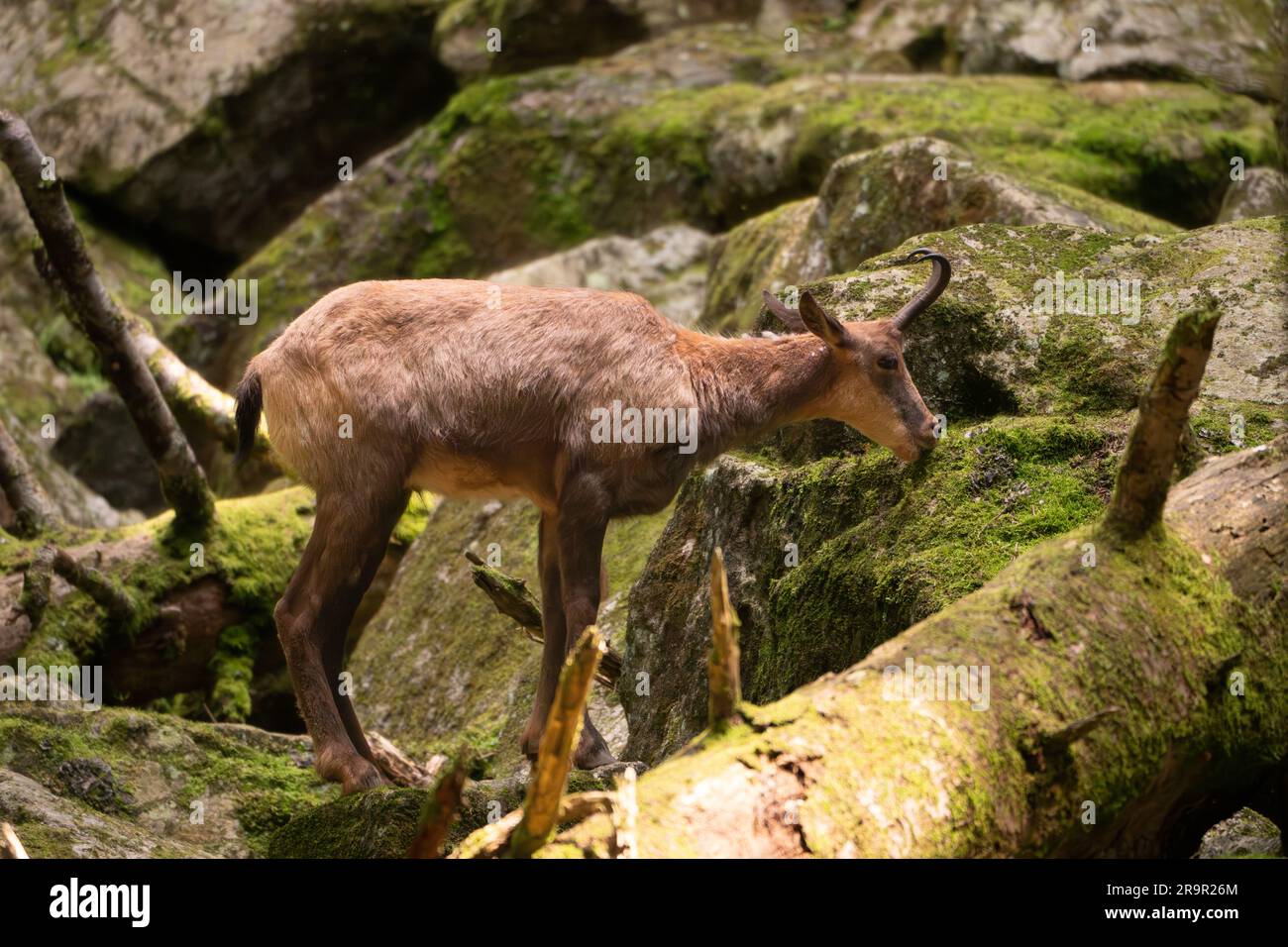 Chamois climbing hi-res stock photography and images - Alamy