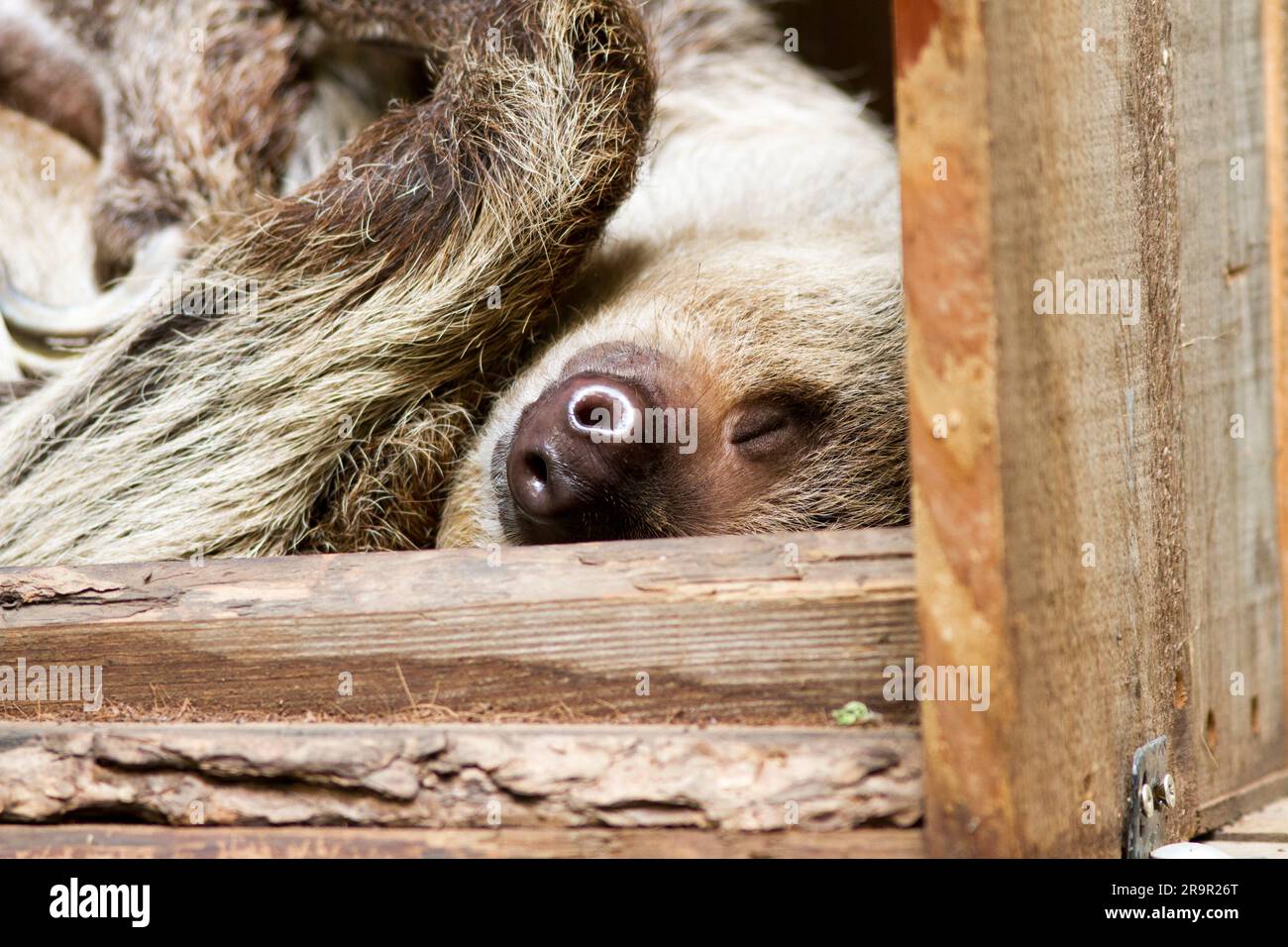 Sloth mammal hi-res stock photography and images - Alamy
