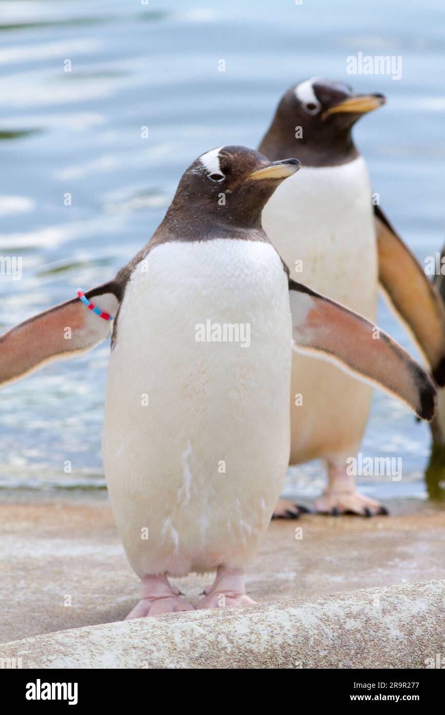 Penguins scotland zoo hi-res stock photography and images - Alamy