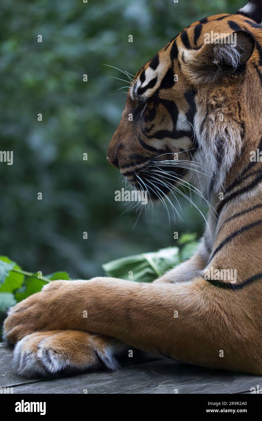 Tiger photography hi-res stock photography and images - Alamy
