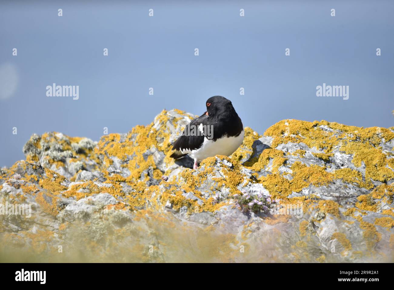 Preening left side hi-res stock photography and images - Alamy