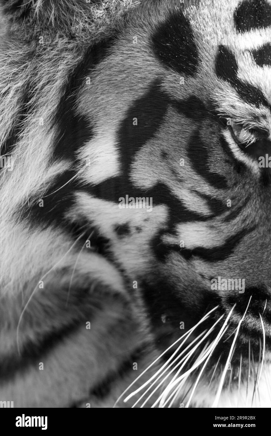 Edinburgh tiger Black and White Stock Photos & Images - Alamy Edinburgh tiger Black and White Stock Photos & Images - Alamy