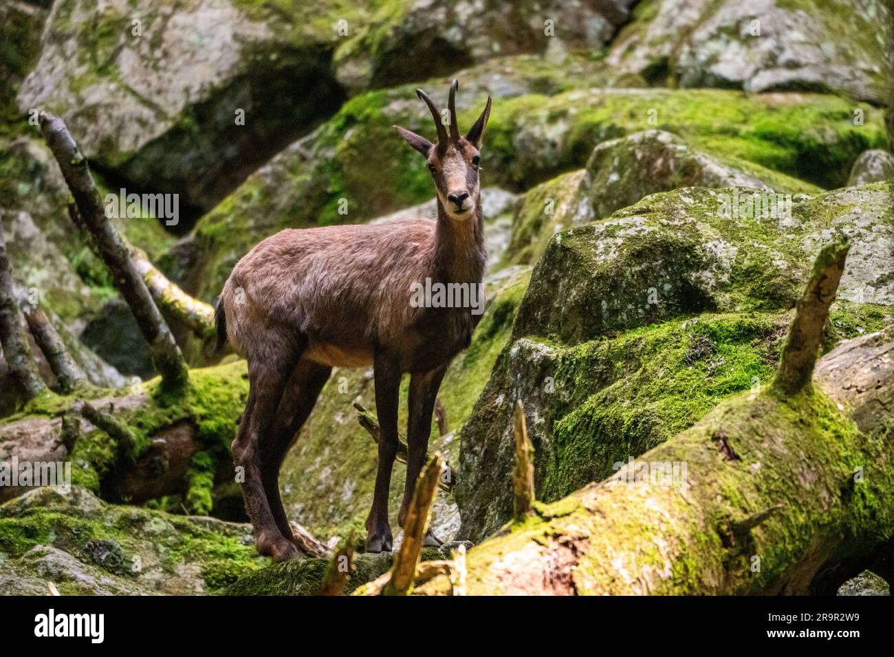 Chamois goat hi-res stock photography and images - Alamy
