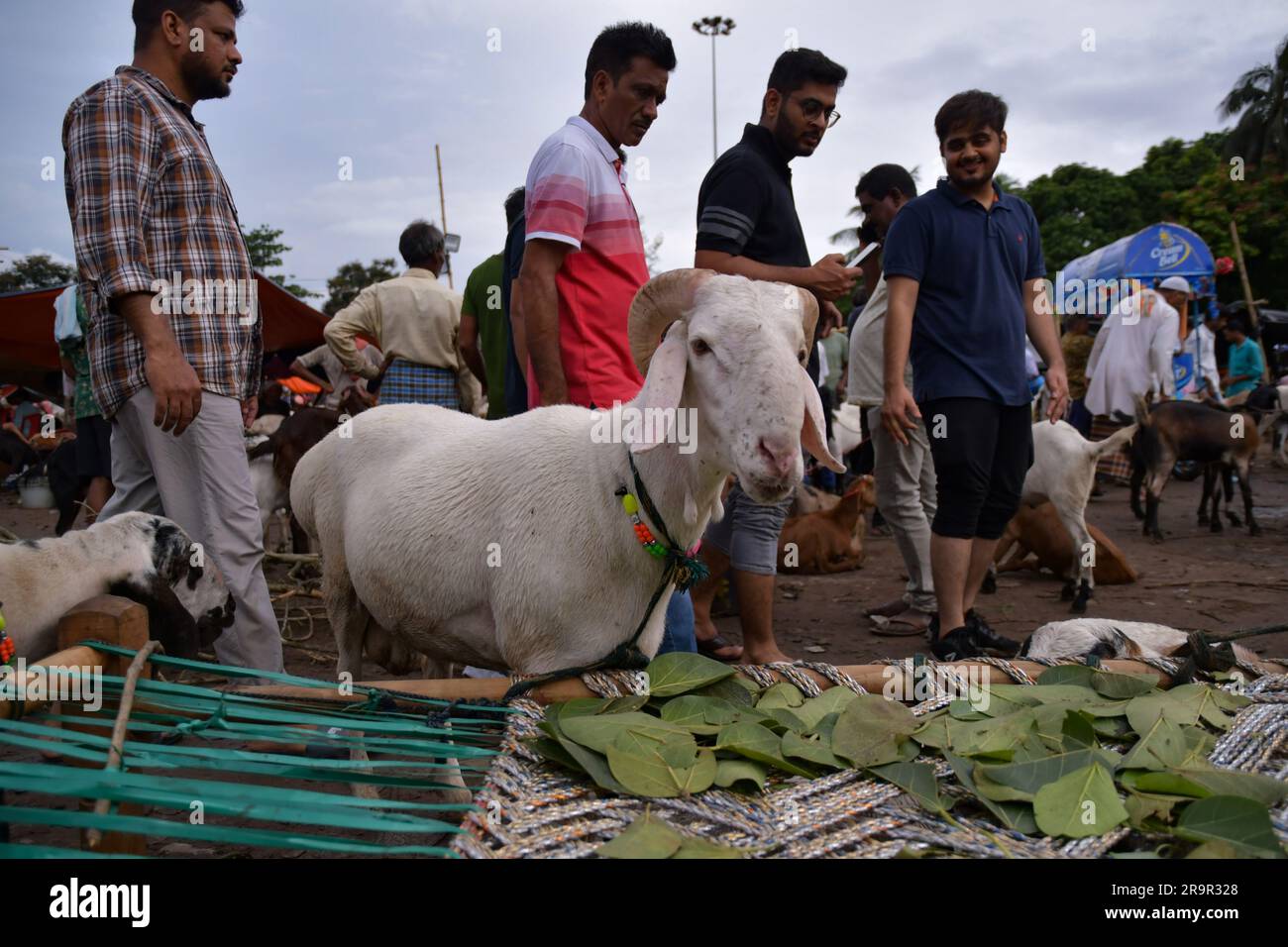 Kolkata, India. 27th June, 2023. People are inspecting a Dumba sheep in ...