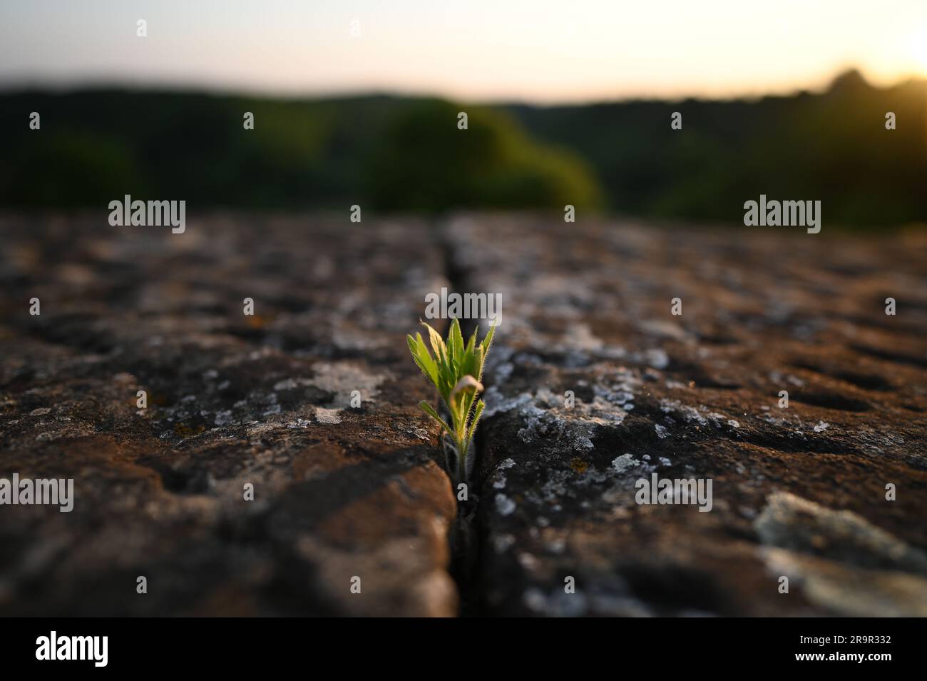 Nature resilience hi-res stock photography and images - Alamy