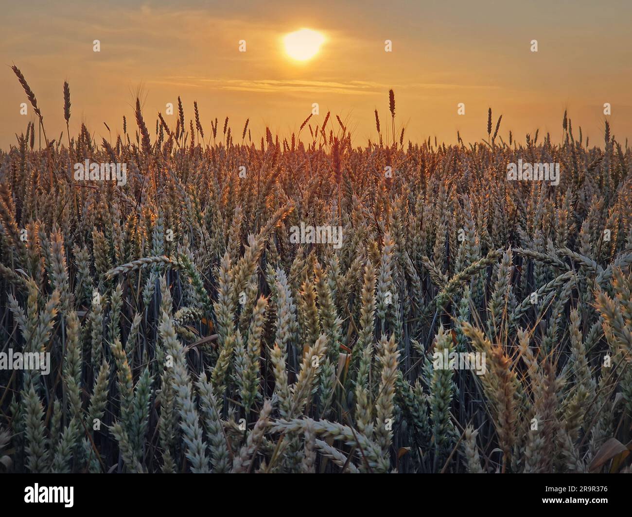 Golden wheat field in sunset light. Beautiful Rural scenery under the ...