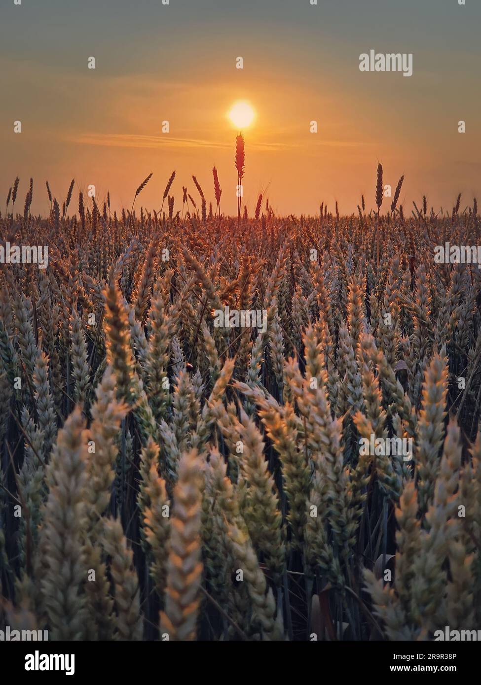 Golden wheat field in sunset light. Beautiful Rural scenery under the ...