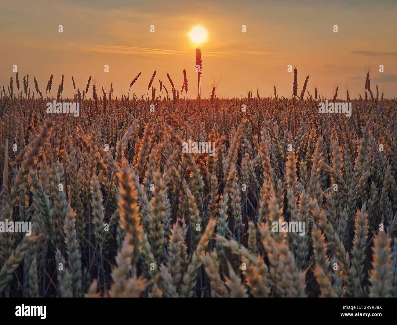 Golden wheat field in sunset light. Beautiful Rural scenery under the ...