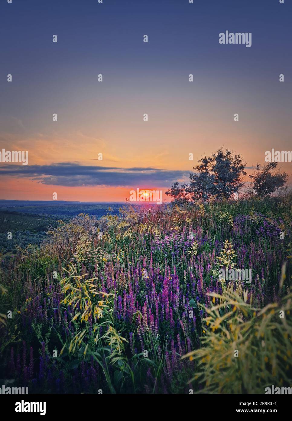 Summer sunset scene with a view over the green valley with purple ...