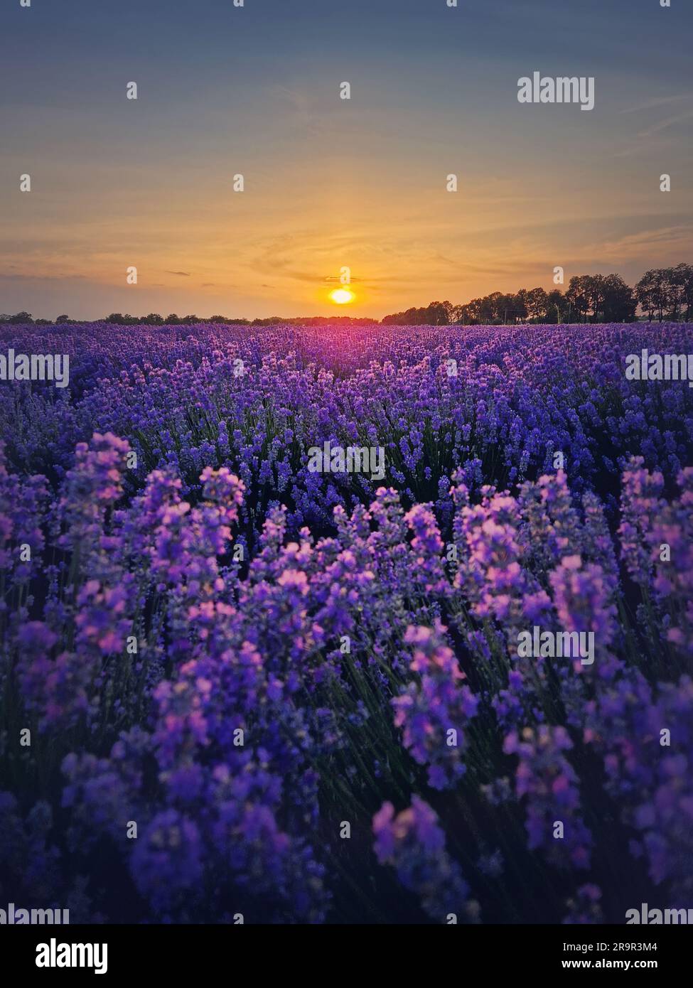 Picturesque scene of blooming lavender field. Beautiful purple pink ...