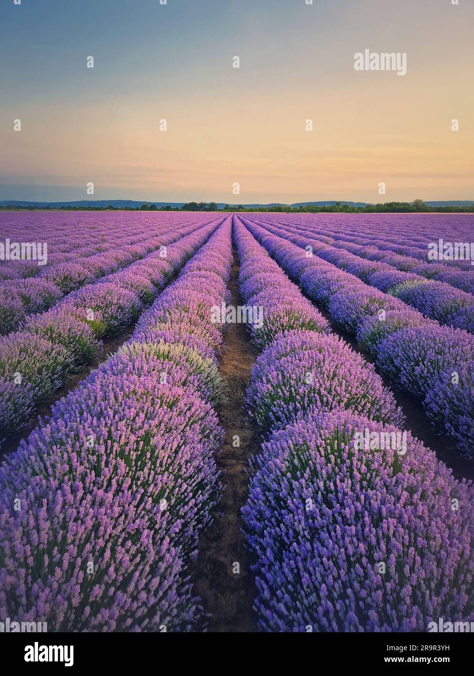 Purple field flowers hi-res stock photography and images - Alamy