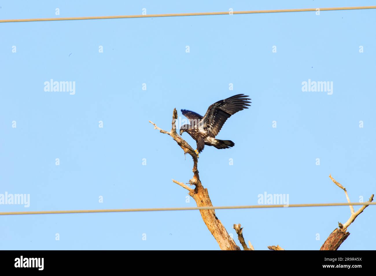 Baby Eagle Flight Day. A baby American bald eagle spreads its wings to ...