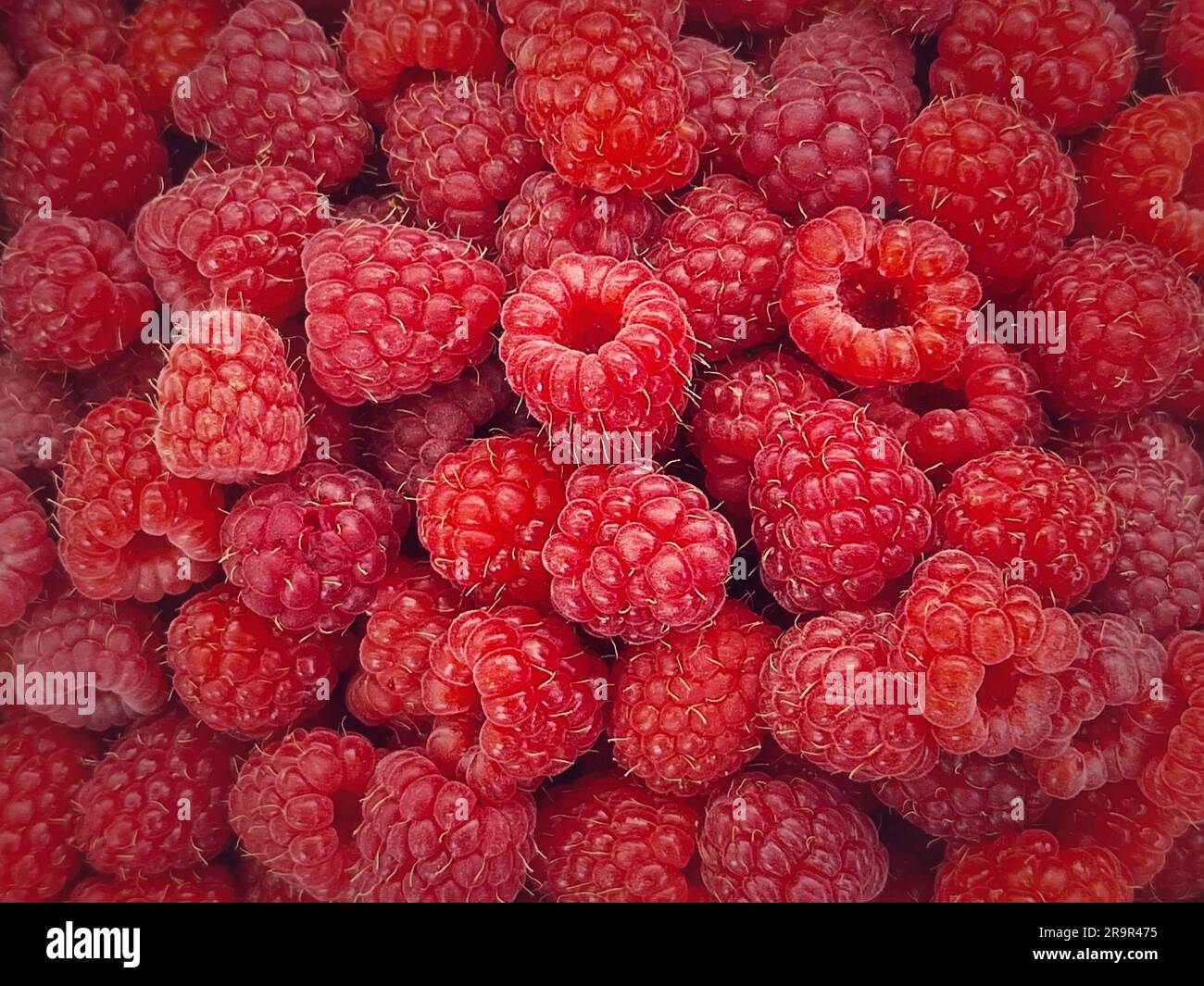 Ripe red raspberry texture background. Fresh and juicy fruits closeup ...