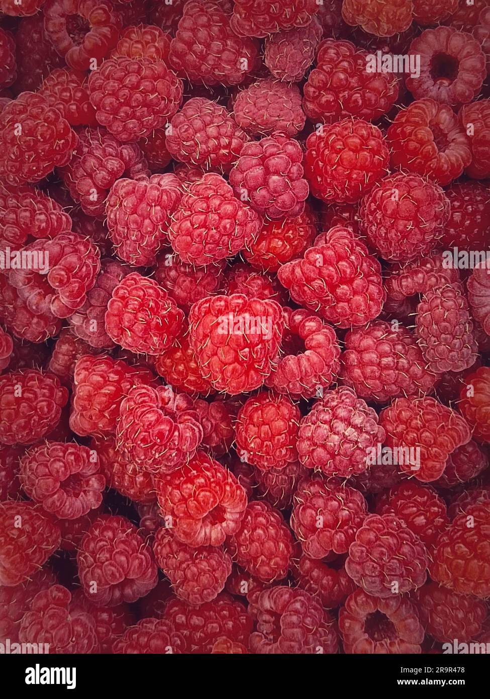 Ripe red raspberry texture background. Fresh and juicy fruits closeup ...