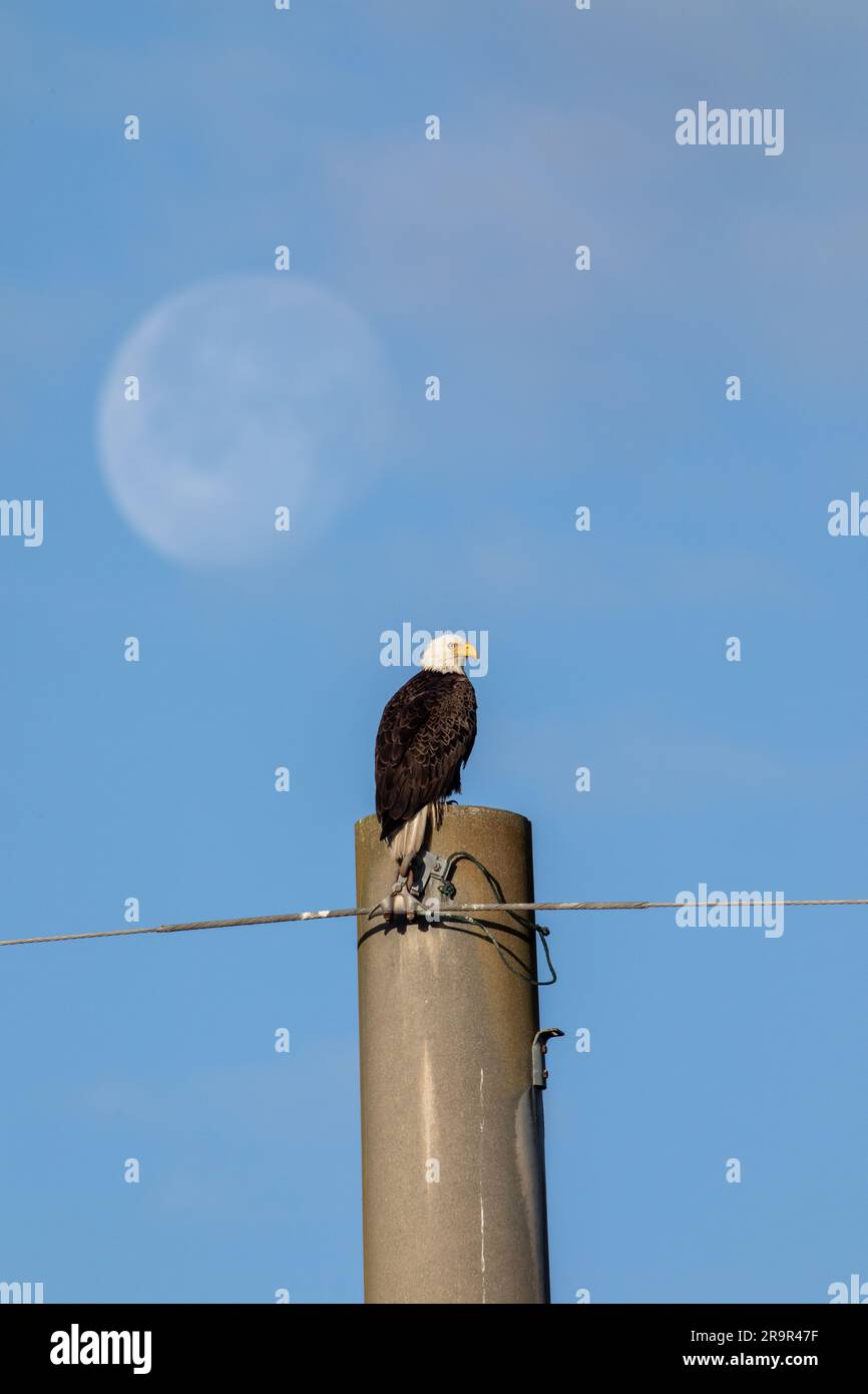 Eagle with Moon. An American bald eagle is perched atop a pole near ...