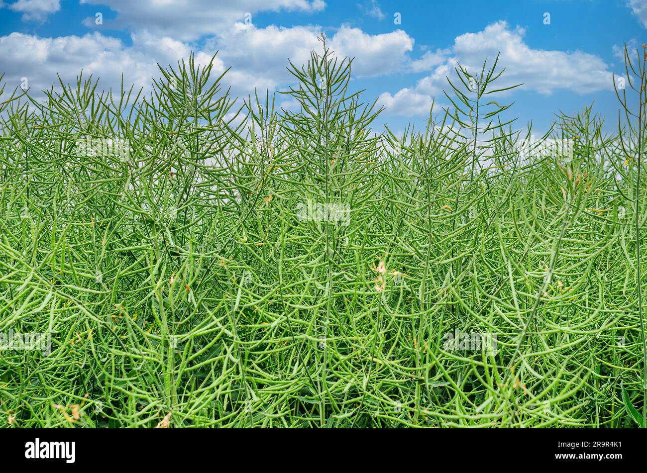 Rapeseed varieties hi-res stock photography and images - Alamy