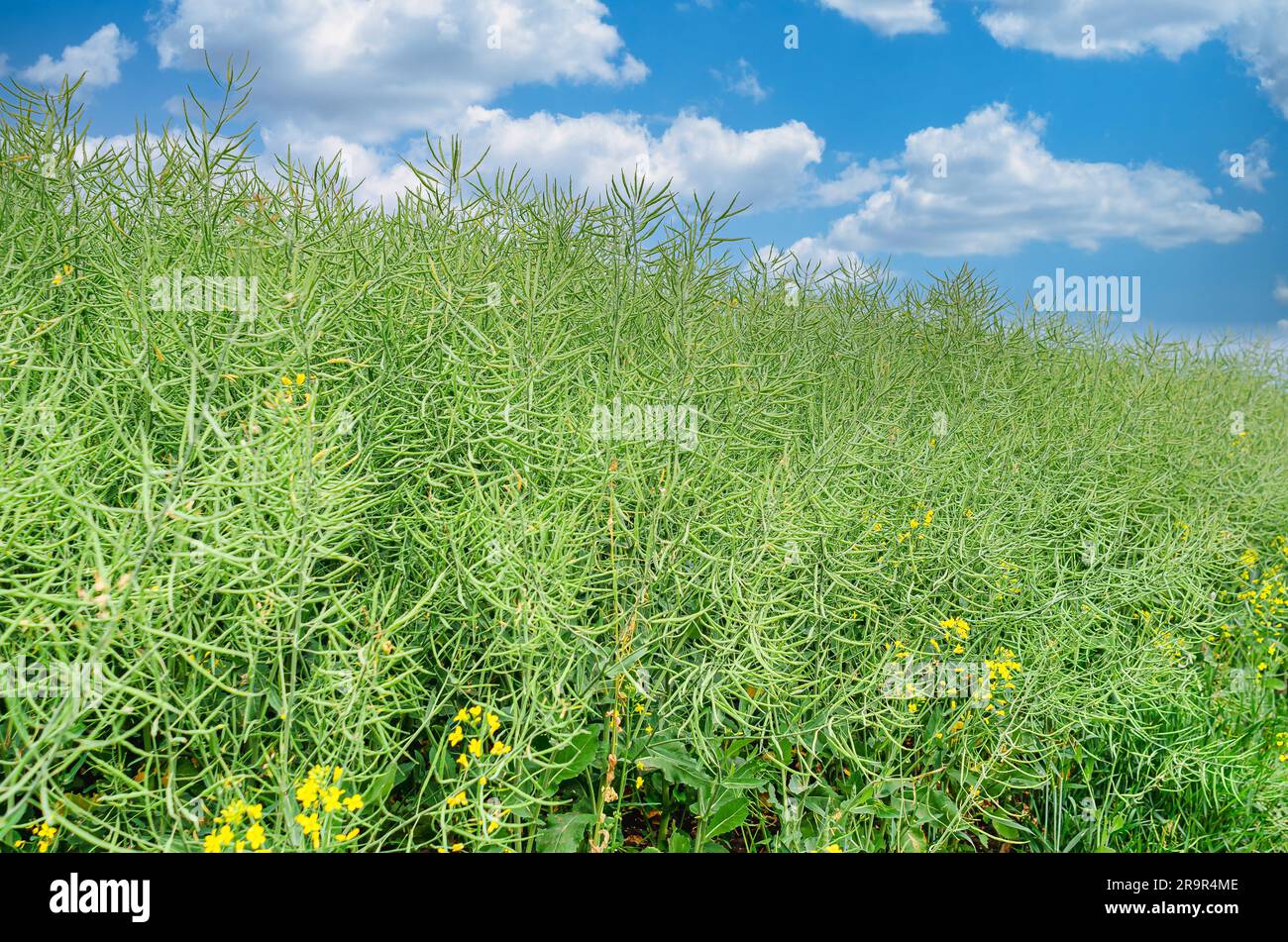 Rapeseed varieties hi-res stock photography and images - Alamy