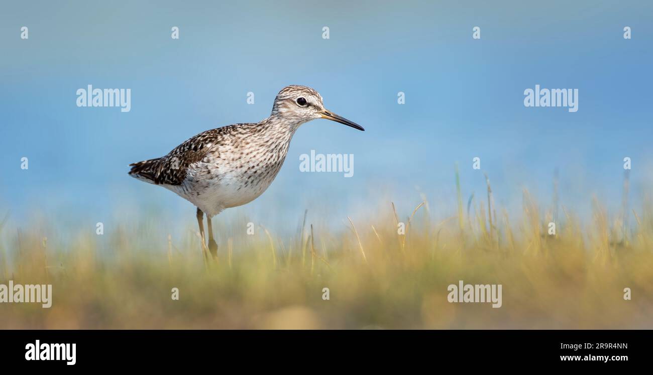 Tringa glareola walks in a puddle of water and looks for food, the best ...
