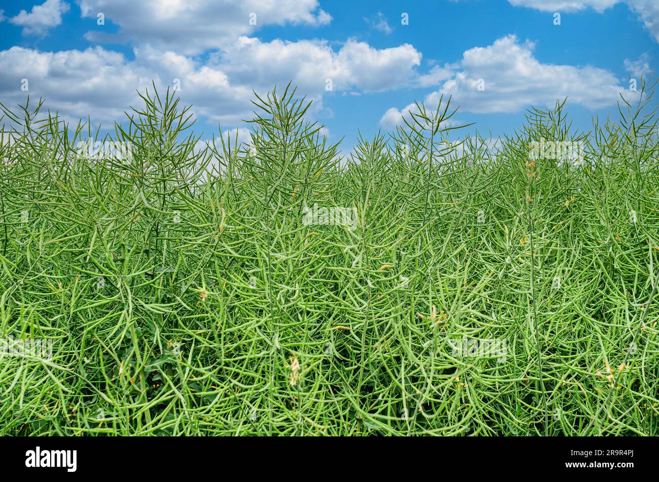 Rapeseed varieties hi-res stock photography and images - Alamy